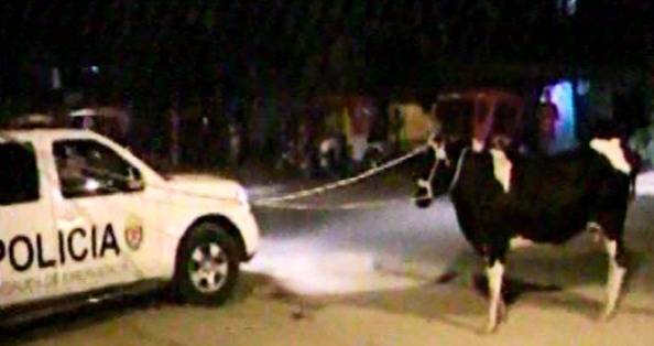 Por bandida, una vaca fue "arrestada" y llevada a la comisaría