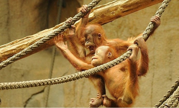 Un 'baby shower' para una orangutana