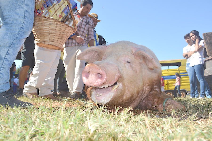Premiarán al chancho más feo en el Kure Ára
